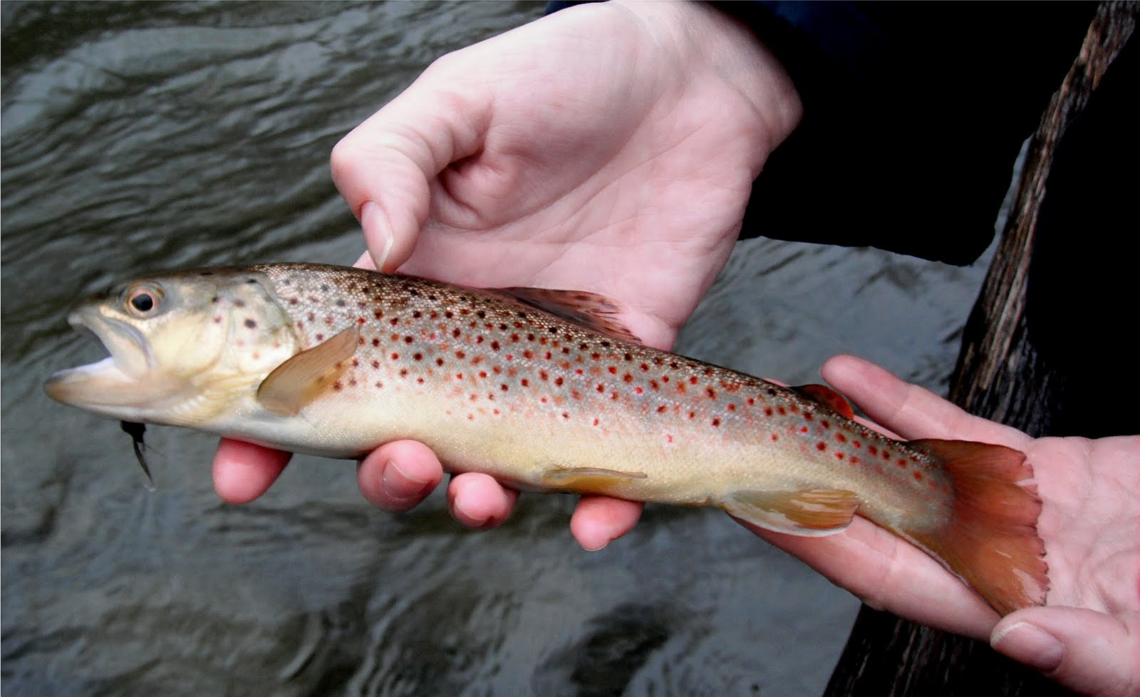 Fly Fishing In Yellowstone National Park: Fish In The Mud