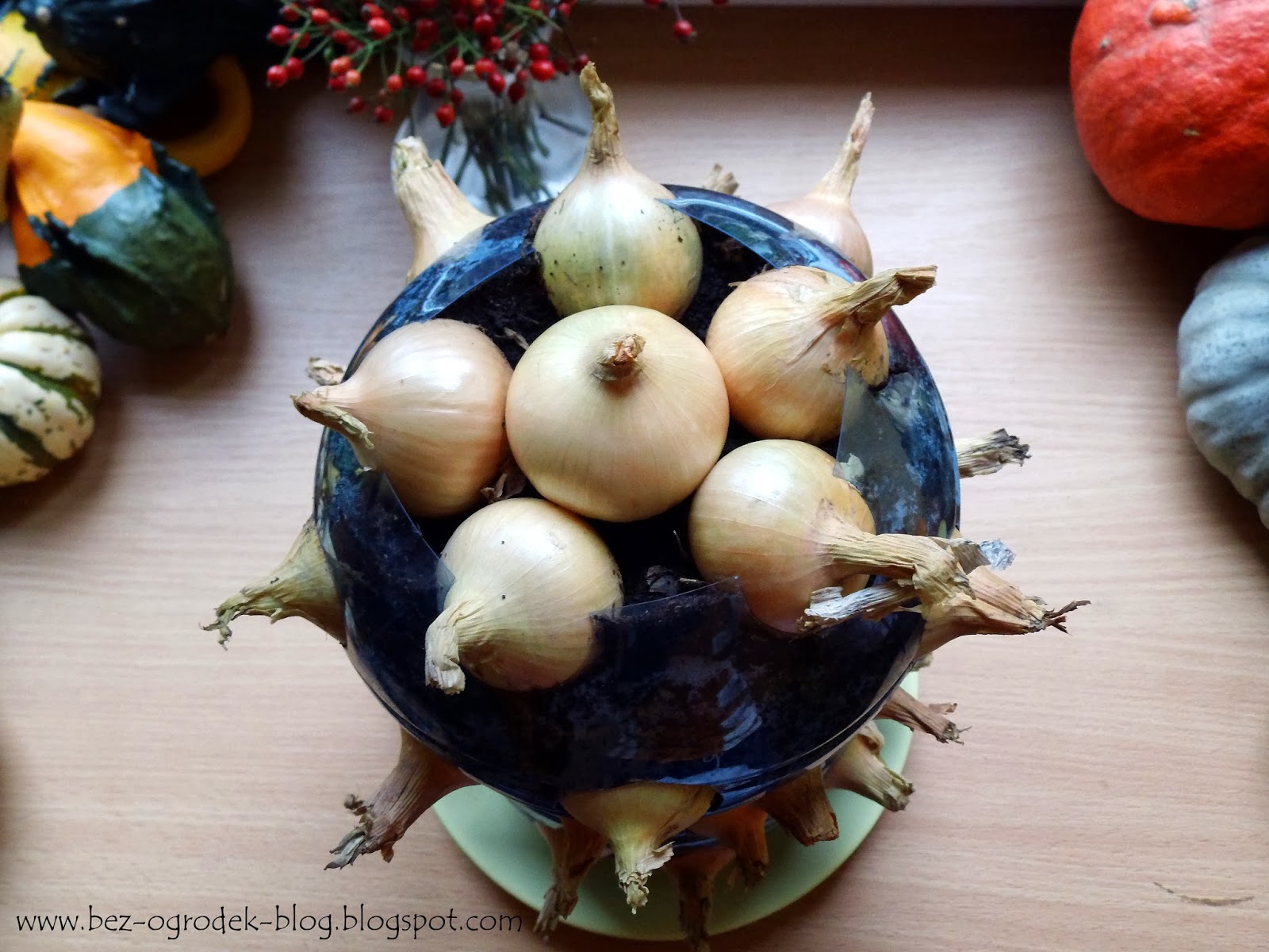 Cebulowa wieża Babel | BEZ OGRÓDEK | blog ogrodniczy