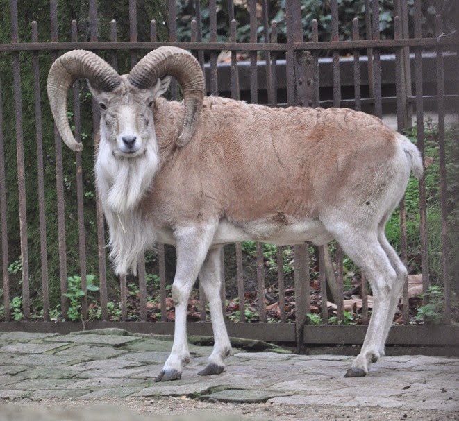 ZOOTOGRAFIANDO (6.100 ANIMALS): URIAL / URIAL (Ovis vignei)