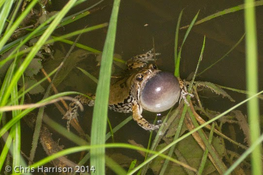 Frog Blog: Texas' Narrow-mouthed Toads- Gastrophryne carolinensis ...