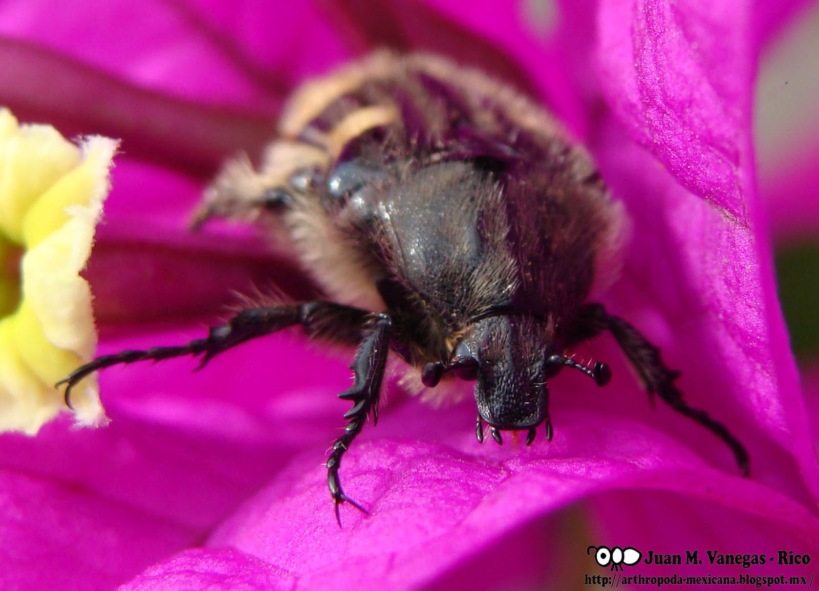 ARTHROPODA MEXICANA: Euphoria basalis " el mayate de la calabaza"