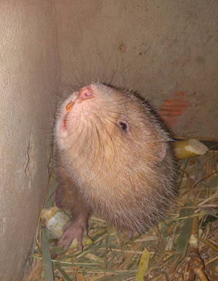 Blog về quá trình nuôi con dúi của Khoa Cao: Hình Ảnh Con Dúi Đẹp