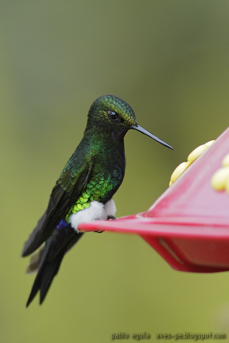 Colibri Pantalon Cobrizo Eriocnemis
