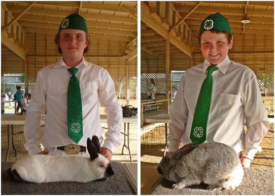 Welcome To The Rabbit Geek!: Yolo 4H Fair - Showmanship