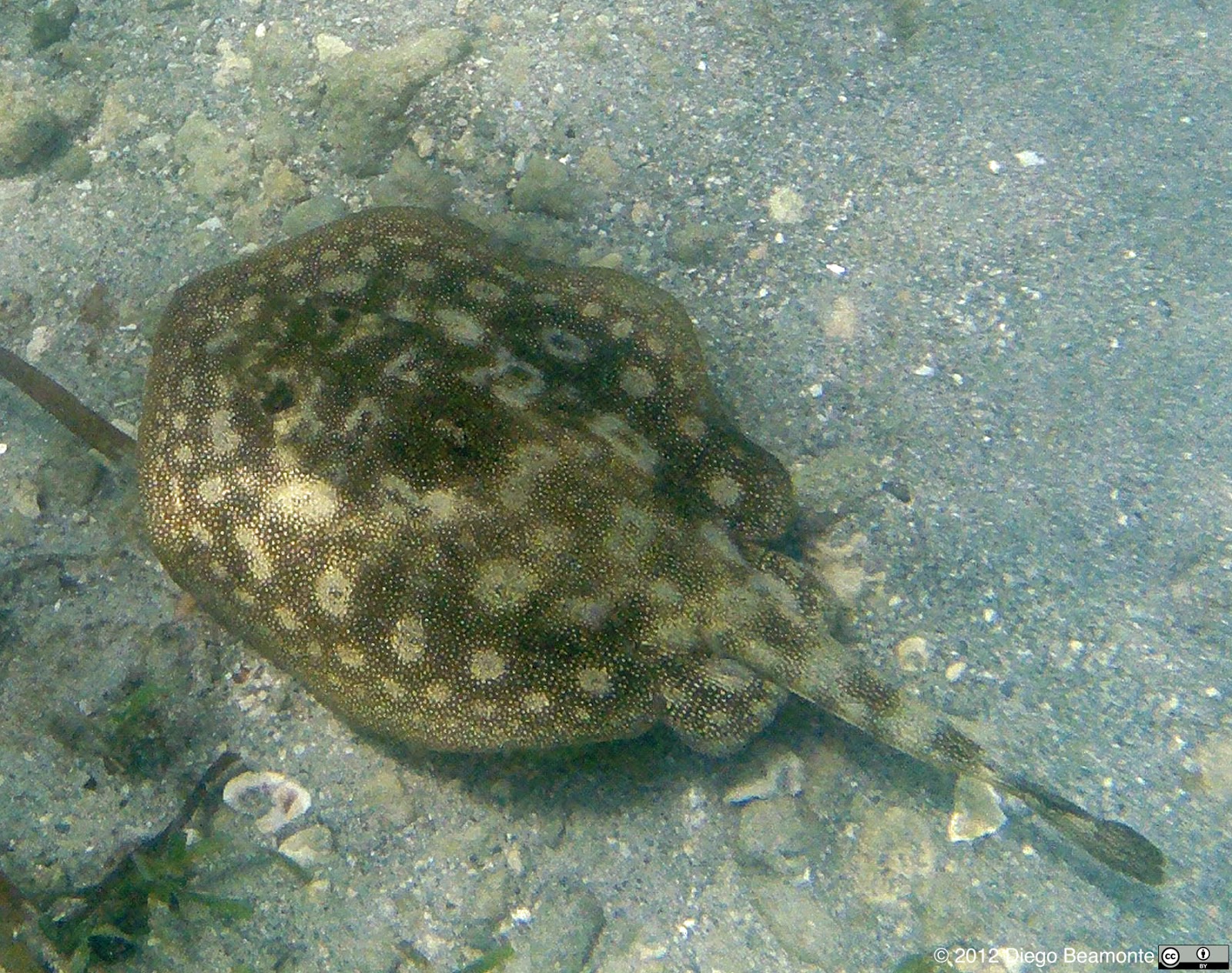 The Apprentice Manatee: Yellow Ray