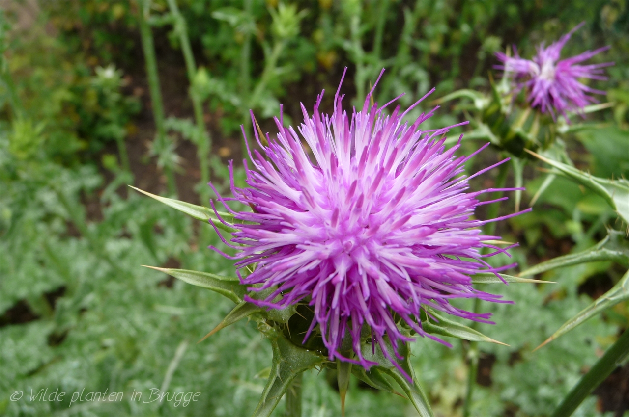 Wilde planten in Brugge: mariadistel - Silybum marianum