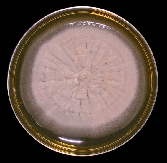 Fun With Microbiology (What's Buggin' You?): Acremonium species