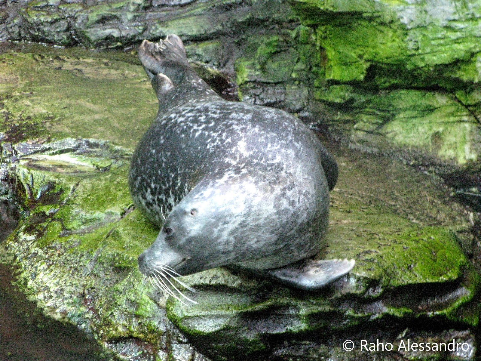 Necton e Plancton: Mammiferi Marini: Foca Monaca