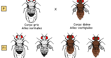 croisement test drosophile tp svt