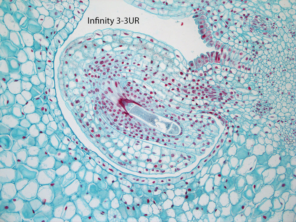 Microscope World Blog: 2016