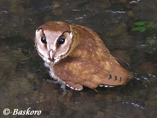 Mengenal Burung Hantu Serak Bukit atau Wowo-Wiwi | Burung Gue