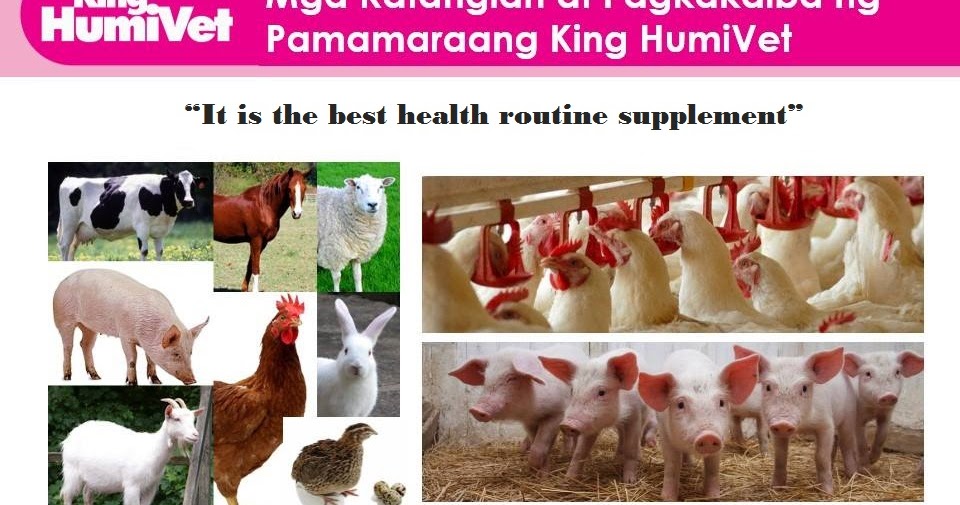 KING HUMIVET: Sagot Sa Paghahayupan (Livestock) | +63923.411.5968