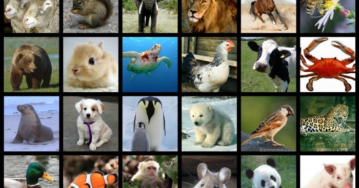 LOS ANIMALES: diferentes animales
