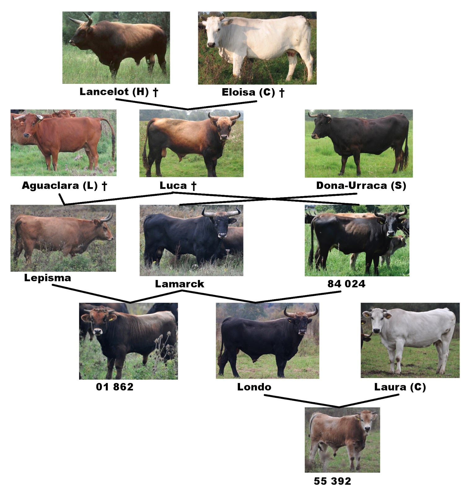 The Breeding-back Blog: Genealogical trees for some Taurus cattle from ...