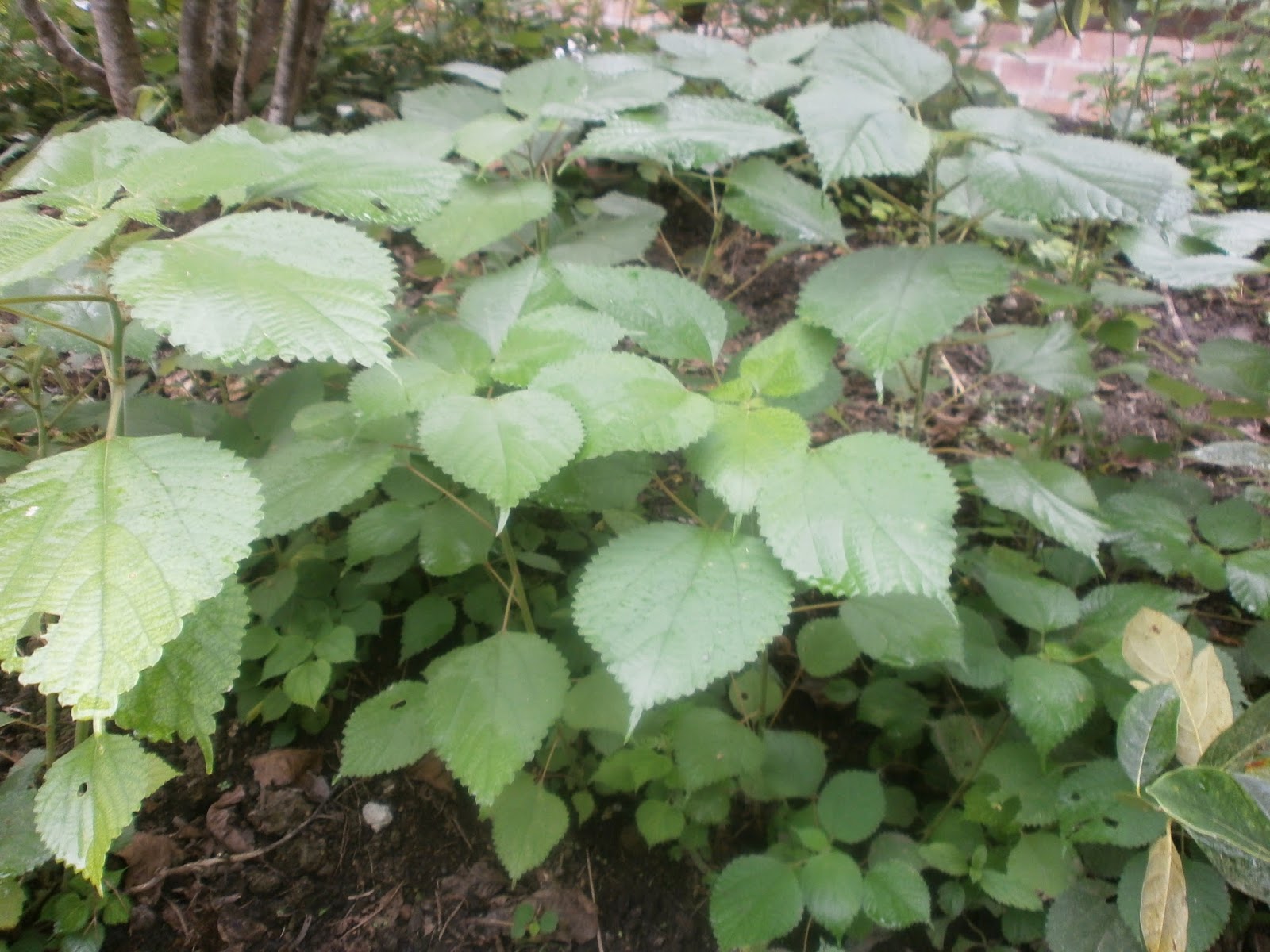 boton de oro siembra