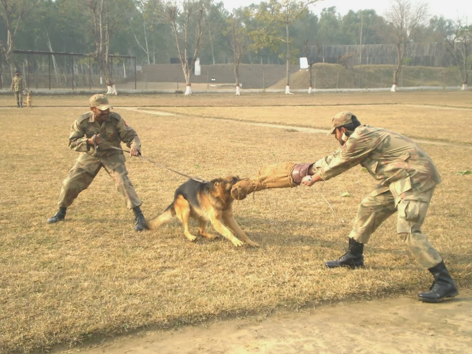 German Shepherd Dog: Pak Army Dogs