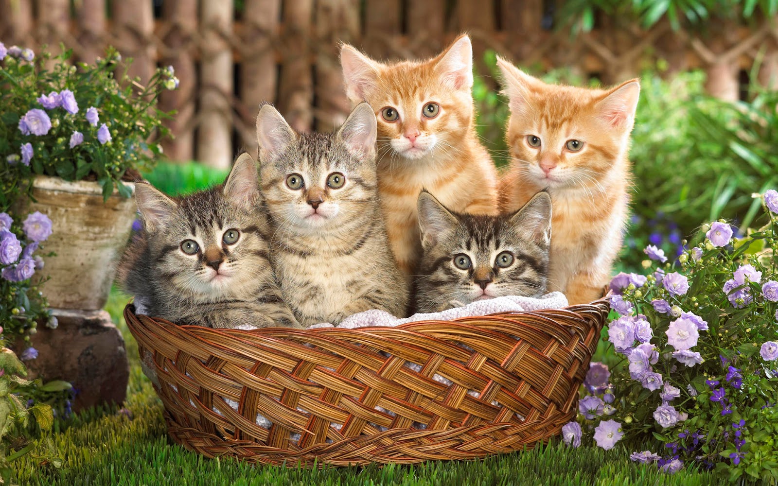 sexyreferwaet: Pets latest wallpapers, Pets hd wallpapers, Pets photos ...