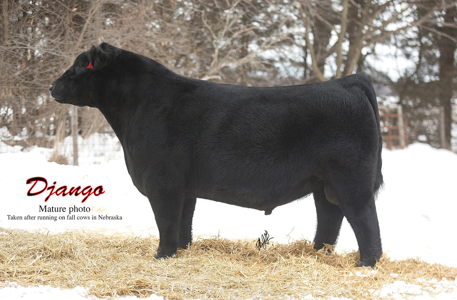 Executive Sires Inc Django Mature Photo Never Before Seen After Running On Fall Cows In