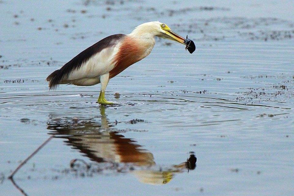 Klasifikasi, Nama Latin, dan Deskripsi Burung Blekok Sawah (Ardeola ...