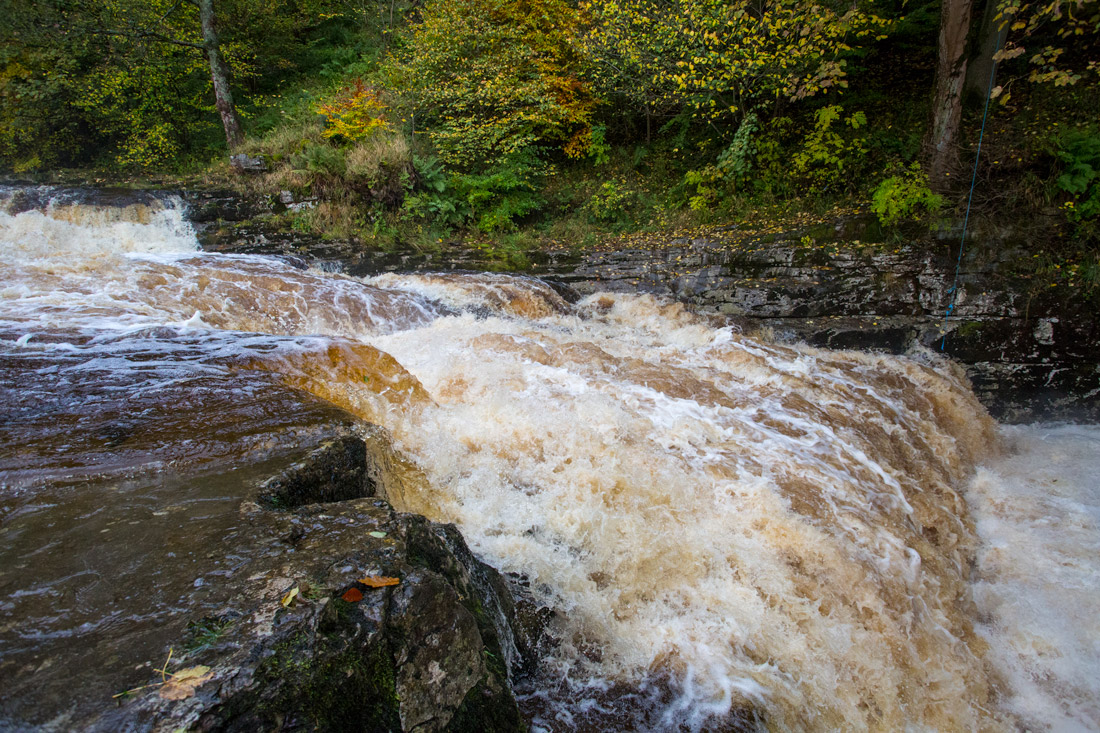 Wildlife Diaries: Atlantic Salmon - Stainforth