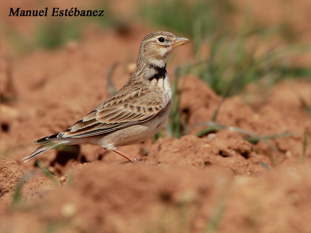 Miradas Cantábricas: Calandria (Melanocorypha calandra)