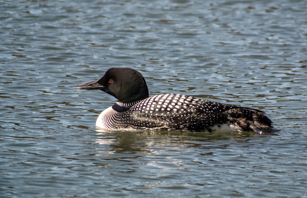 Len's Lens - Confessions of a digiscoper: Common Loon, aka Black-billed ...