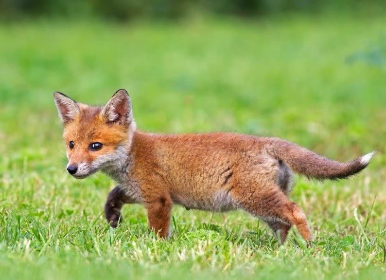 HAPPY FLYING: RAPOSINHAS FOFAS