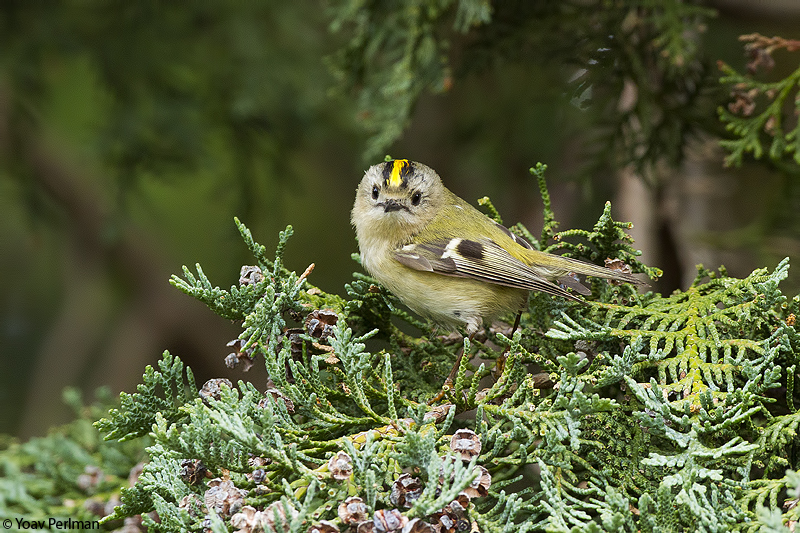 Firecracker | Focusing on Wildlife
