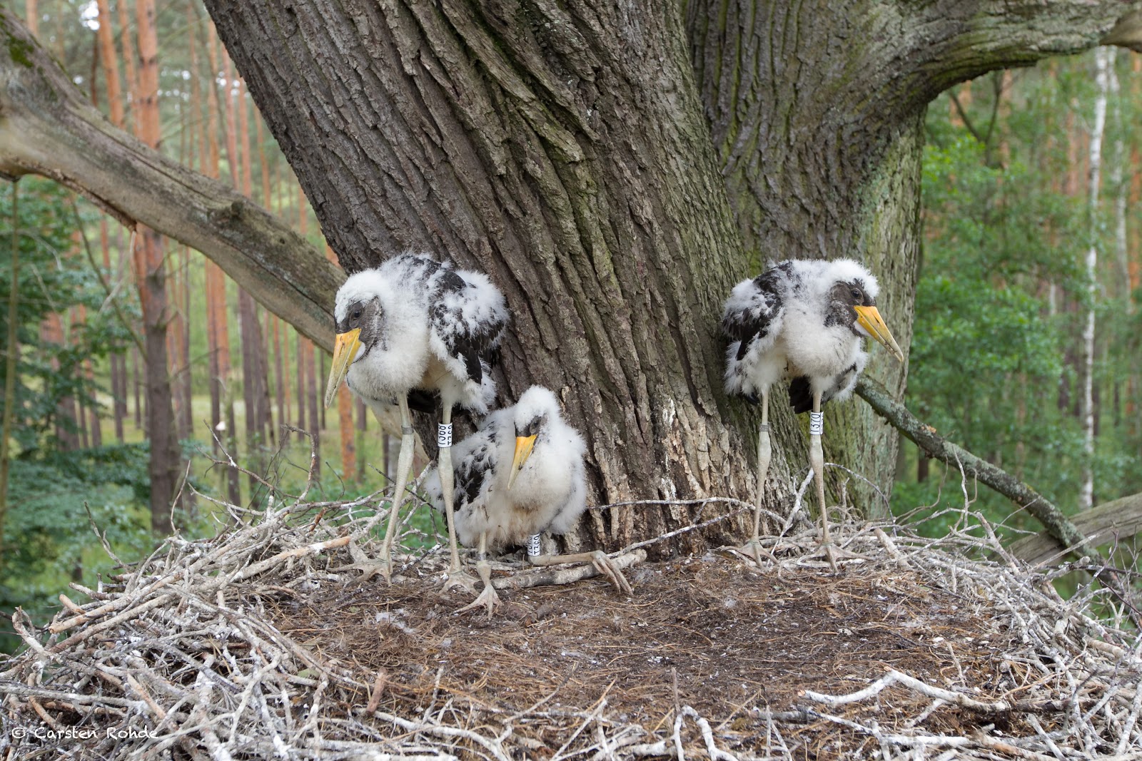BLACK STORK & RAPTOR IMPRESSIONS: Black Stork ringing report Germany 2012