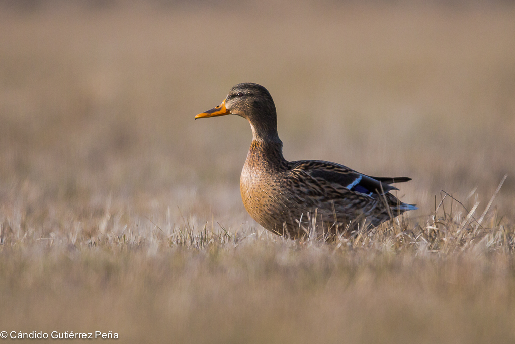 ANADE REAL - Anas Platyrhynchos | Observatorio de la Naturaleza