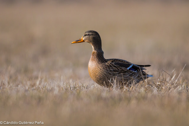 ANADE REAL - Anas Platyrhynchos | Observatorio de la Naturaleza