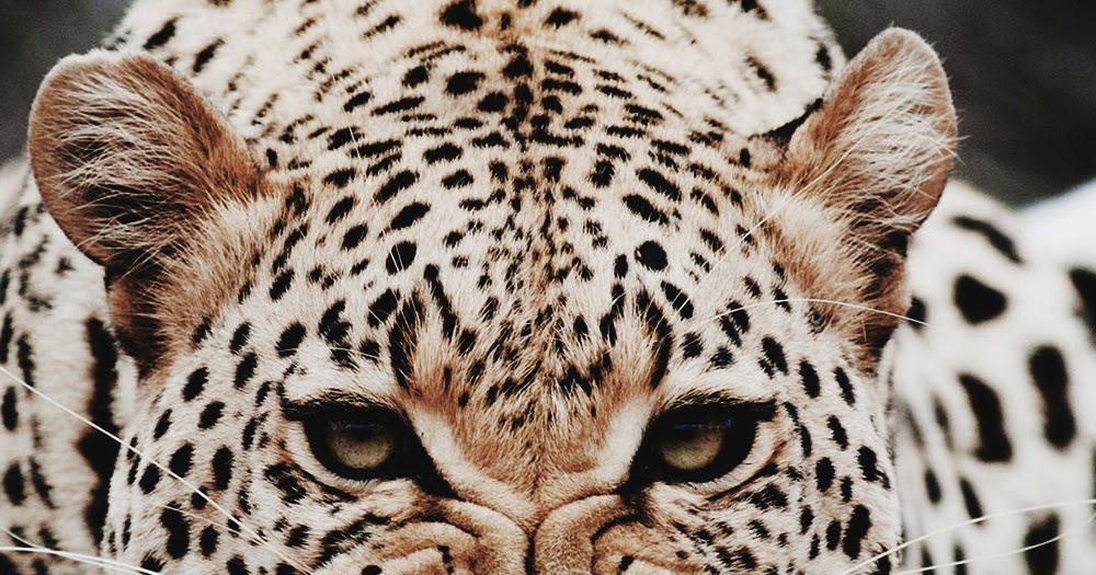 daily timewaster: The Predator's Stare