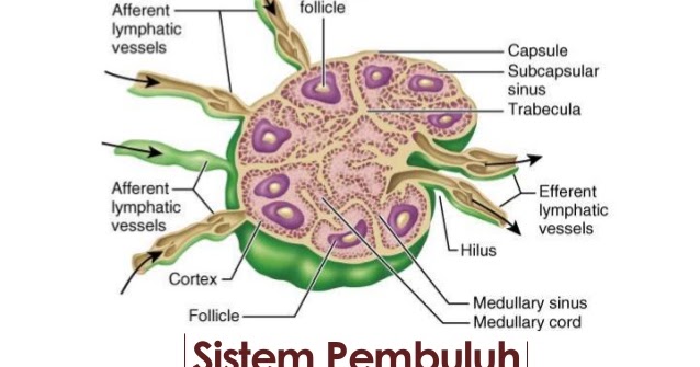 Fungsi Kelenjar Getah Bening (Pembuluh Limfe) Pada Manusia - Biologi ...