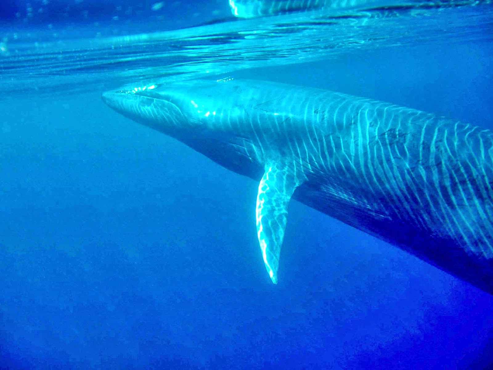 El mundo de la ecologia: El rorcual de Bryde