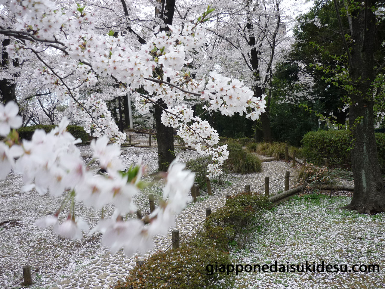 Giappone daisuki!: Hanami 花見