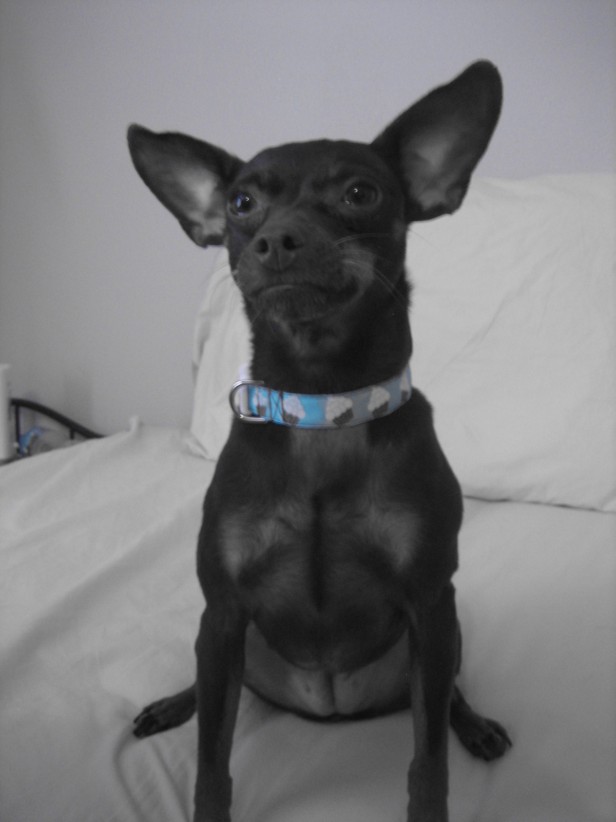 Bella's Pretty Collars. Custom made for you.: Meet the crew!