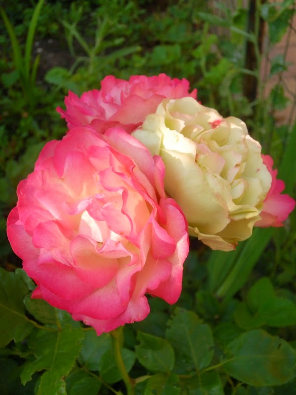 Het Bloeiende Buitenleven: ROSA ´ACROPOLIS´