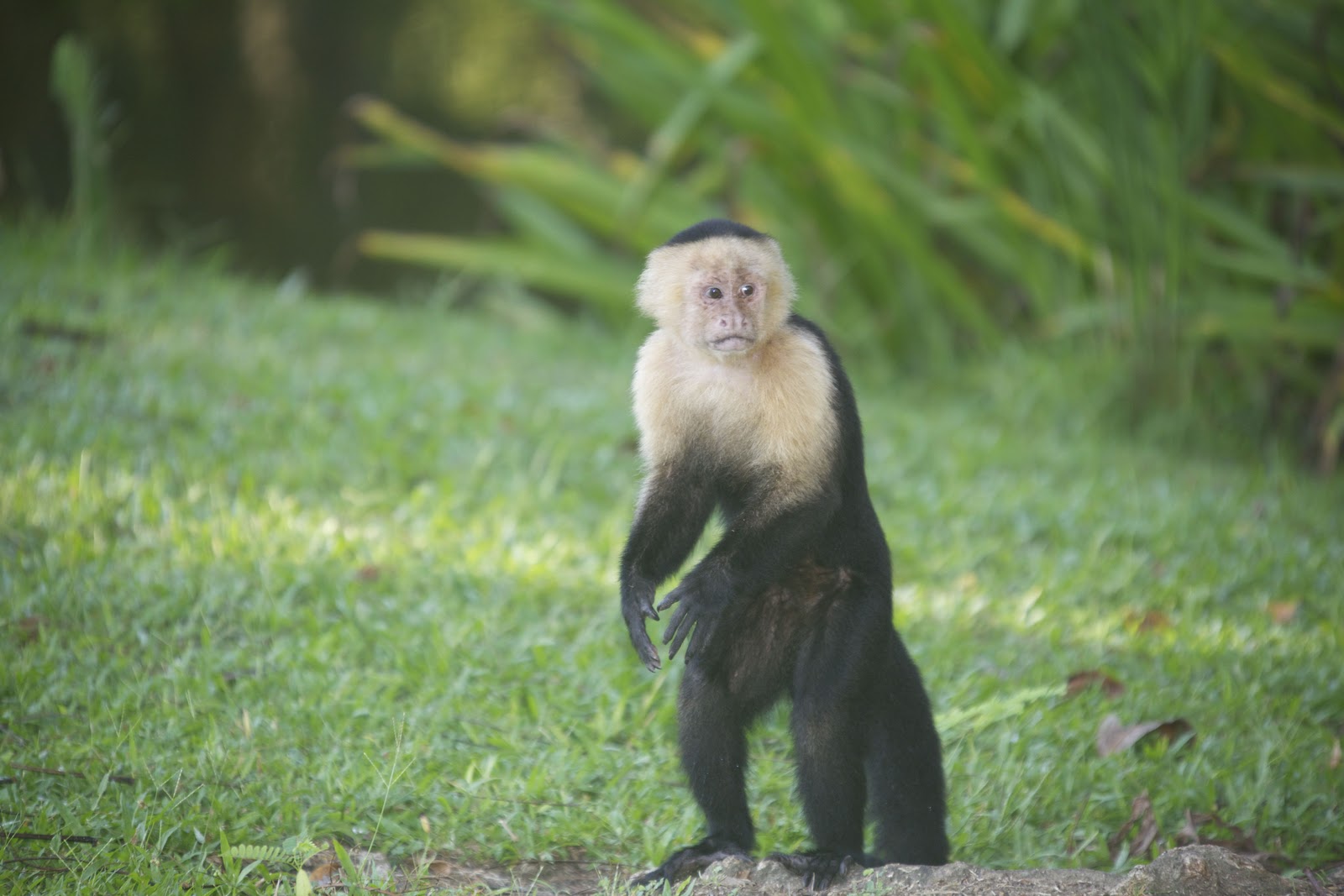 Voyage 2012: Les capucins...