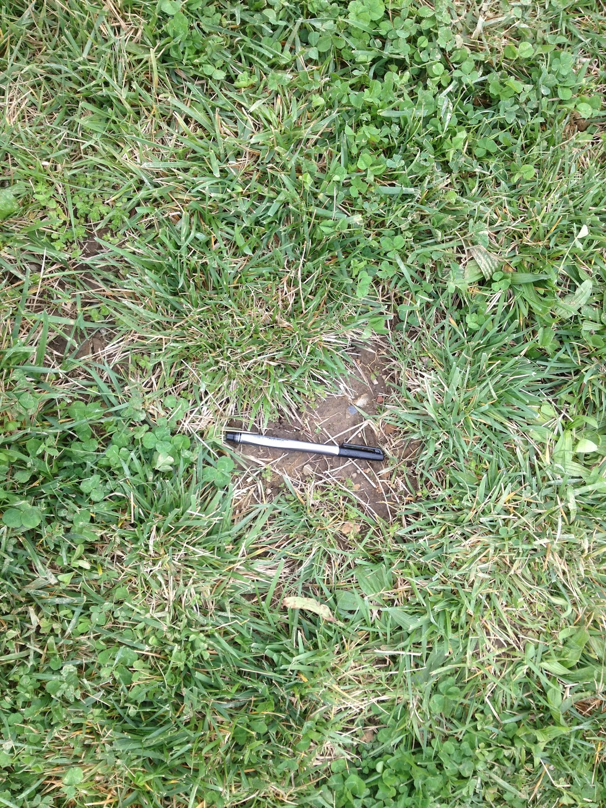 Smart Turf: Tall Fescue for Athletic Fields in Indiana?