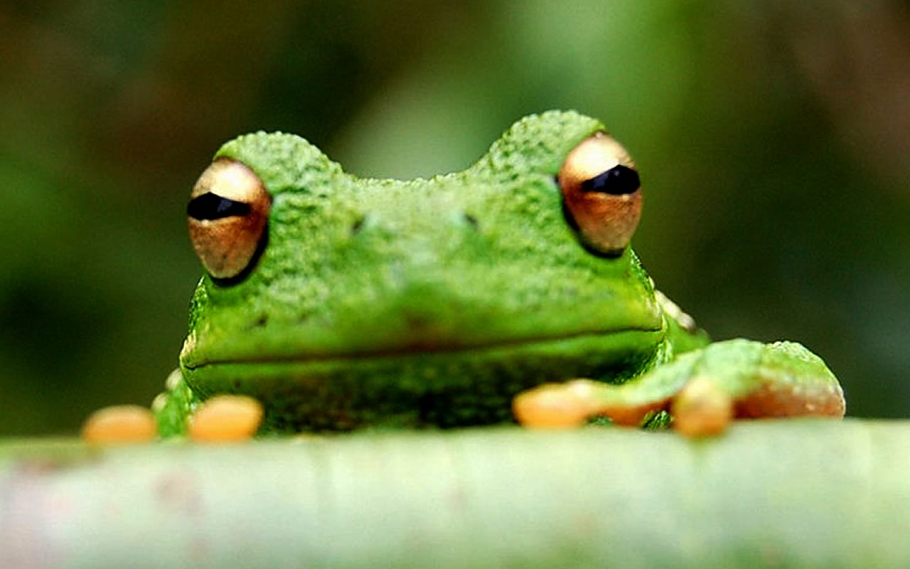 Fotos de animales: 25 wallpapers de ranas y sapos (2)