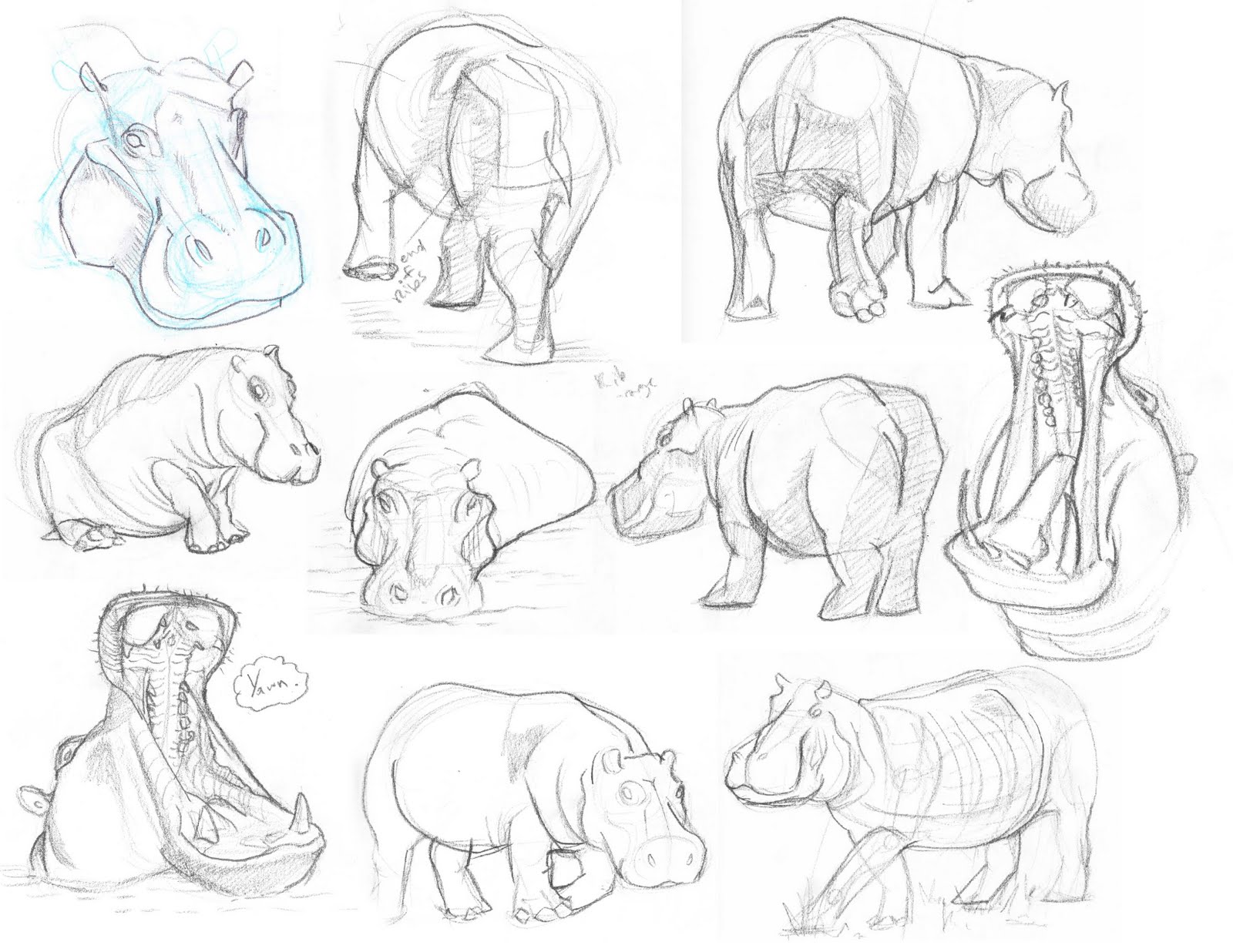 Hippos Amazing Hippos | Animal sketches, Hippo drawing, Animal drawings