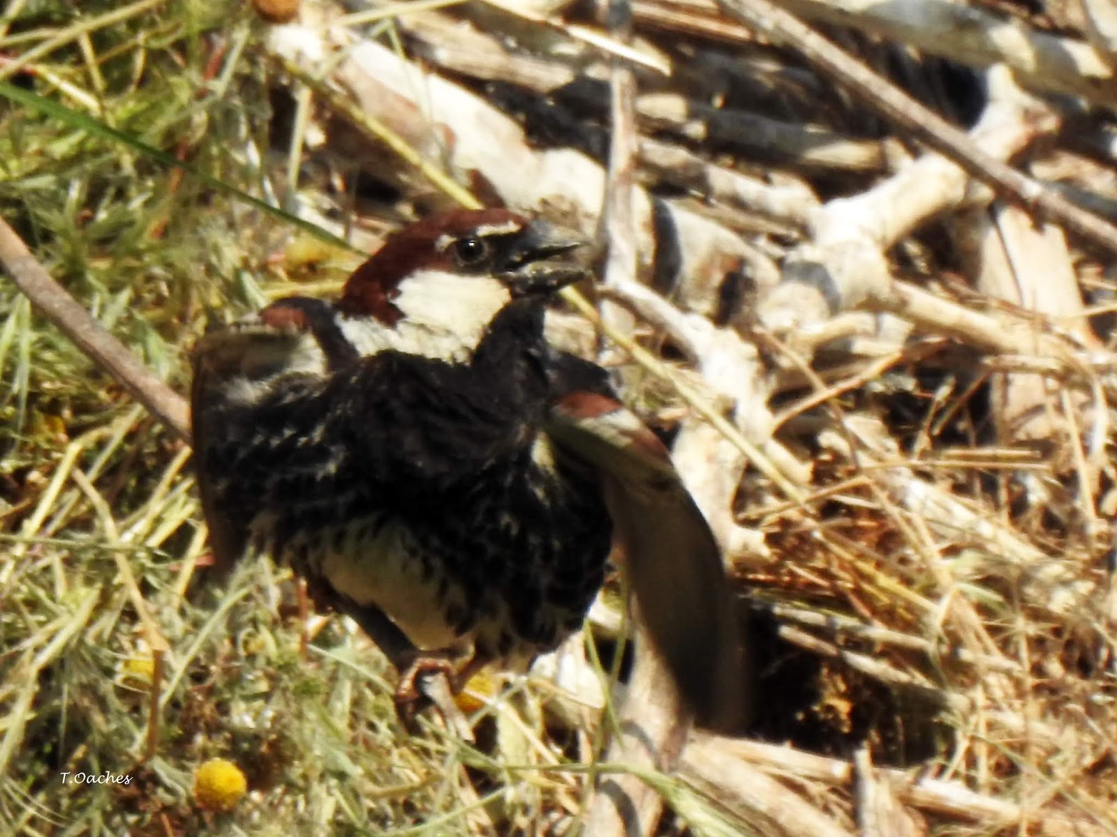 PASARI DIN ROMANIA: VRABIE NEGRICIOASA, Passer hispaniolensis