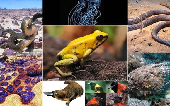 TOP 10 - Los animales más venenosos | Los animales: Tus mejores amigos