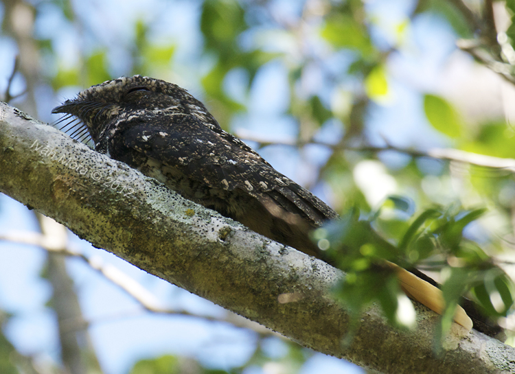 Hispaniolan nightjar - Alchetron, The Free Social Encyclopedia