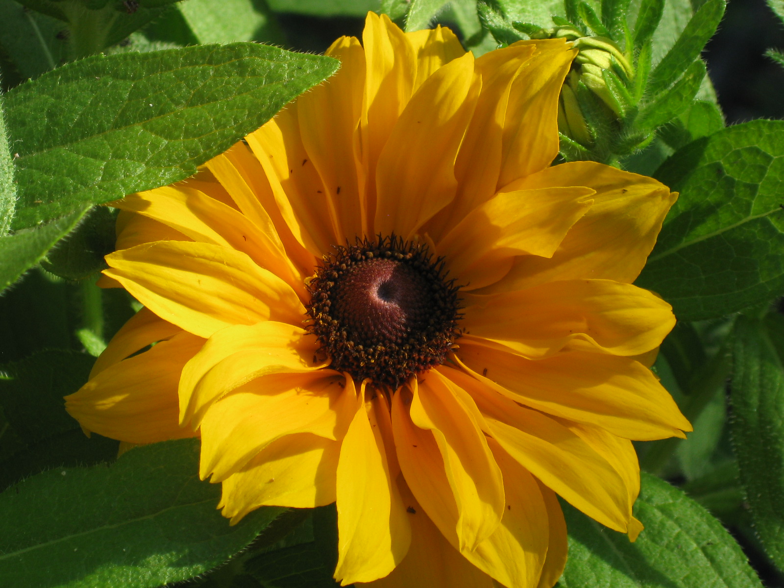 Two Handed Stitcher Friday Flowers End Of Summer Two Handed Stitcher Friday Flowers End Of Summer