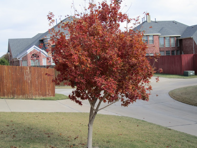 MAPLES 4 ALLEN, TEXAS: Who said there are no fall colors in N. Texas?