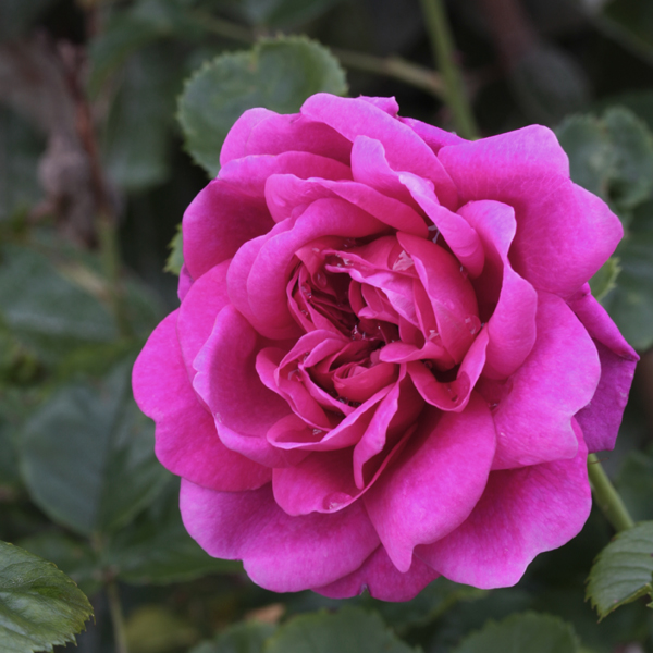 Preston Bissett Nurseries and Country Shop: Roses For Difficult Places