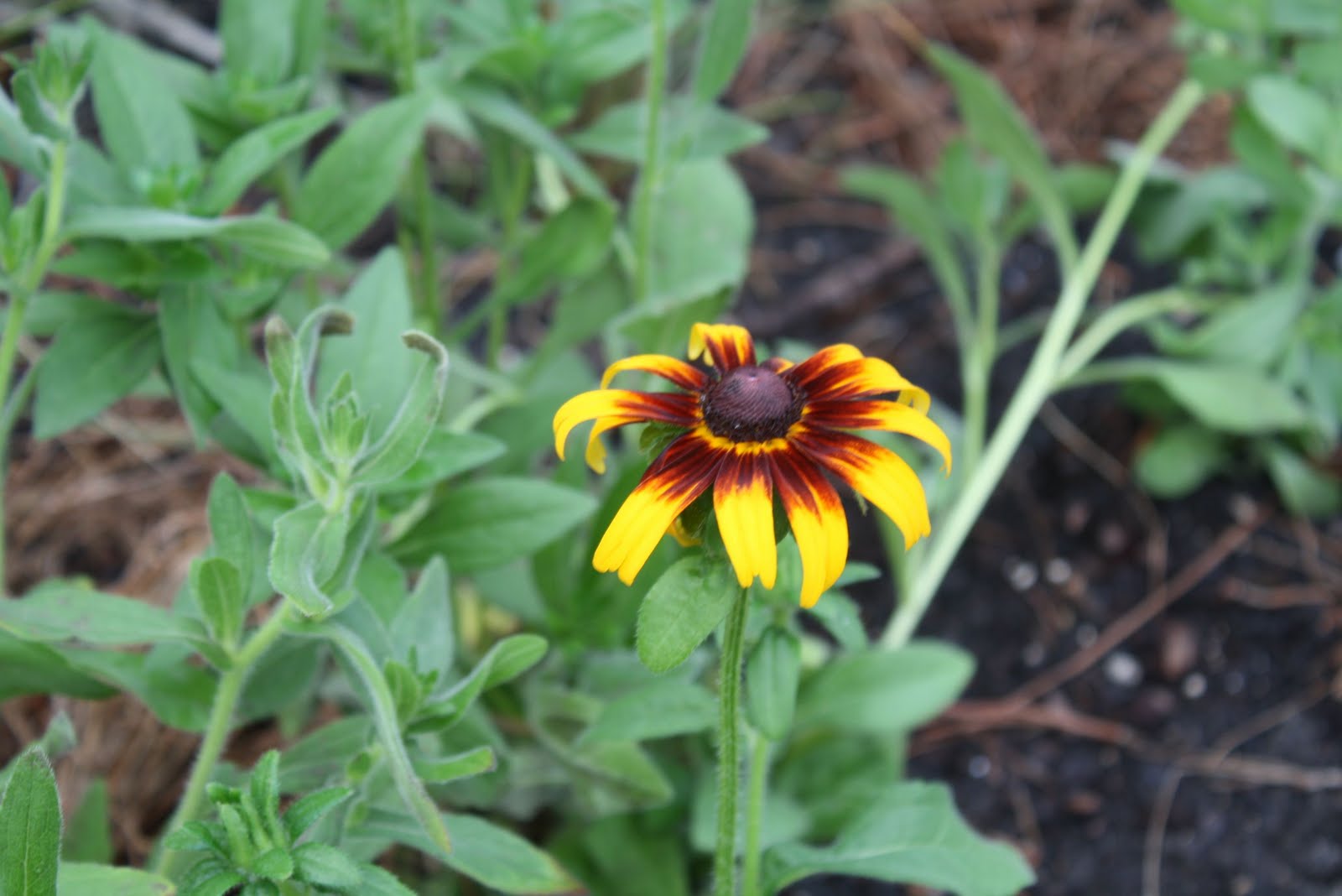 Seeds For Green Roofs: Rudbeckia hirta, Green Roof Plant- a perennial ...