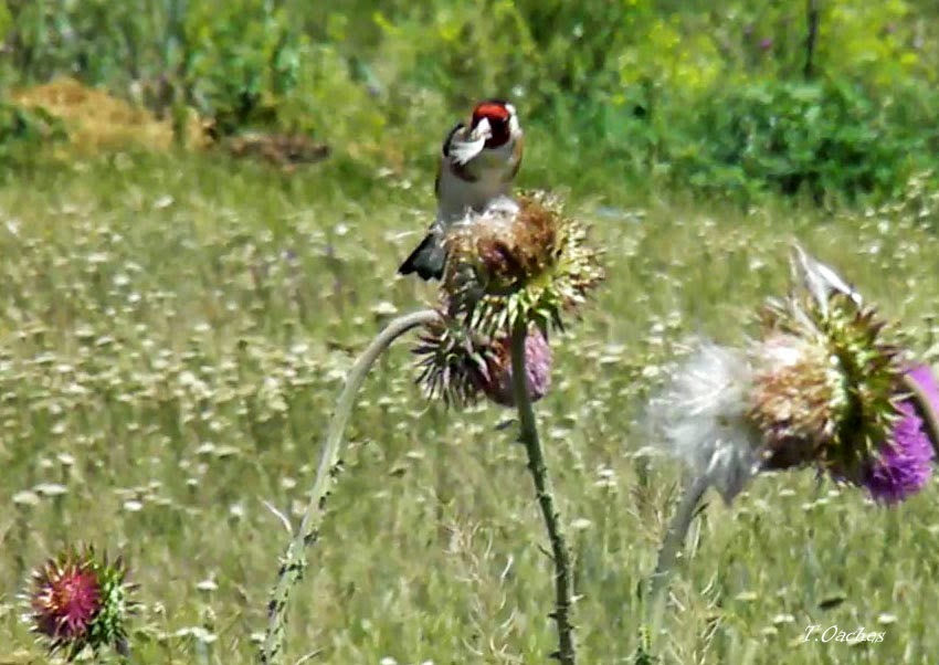 PASARI DIN ROMANIA: STICLETE(1), Carduelis carduelis