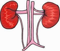 Medical Treatment Pictures-for Better Understanding: Alport Syndrome
